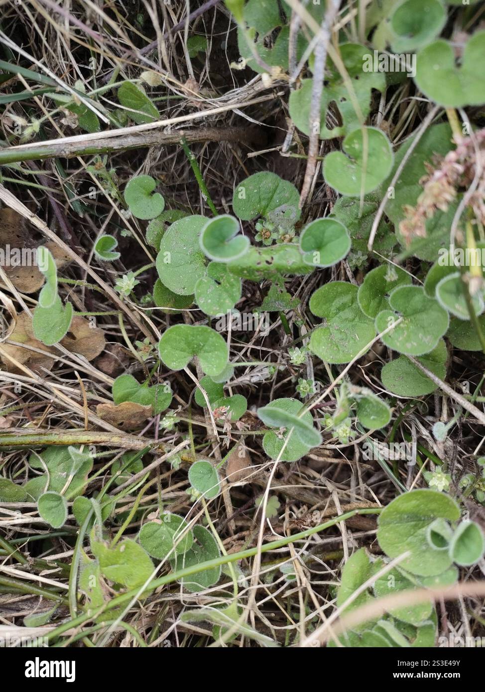 kidney weed (Dichondra repens Stock Photo - Alamy