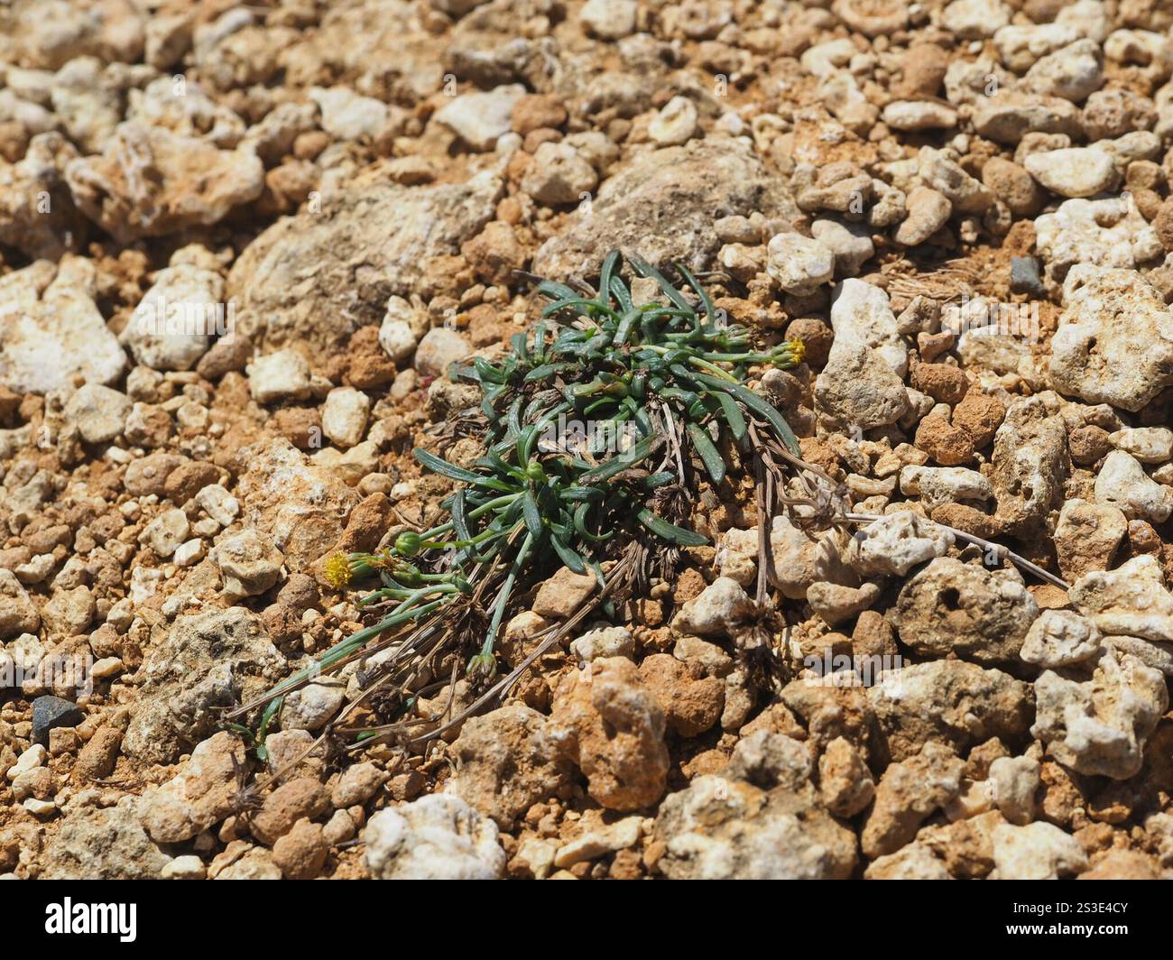 native cobbler's pegs (Glossocardia bidens Stock Photo - Alamy