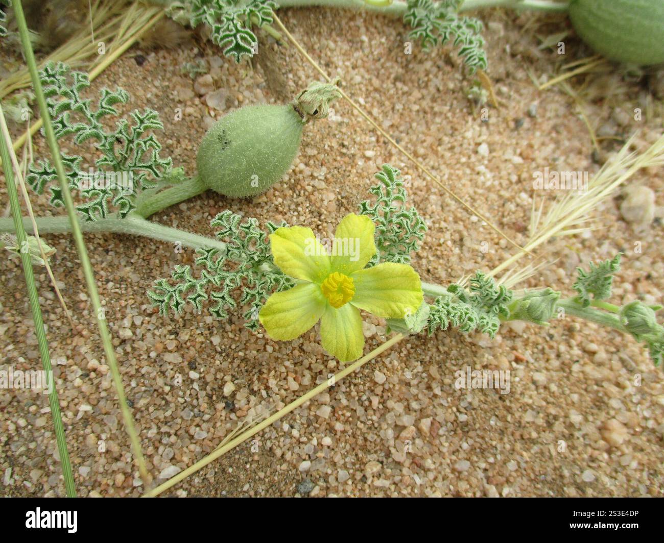 Namib Tsamma (Citrullus ecirrhosus Stock Photo - Alamy