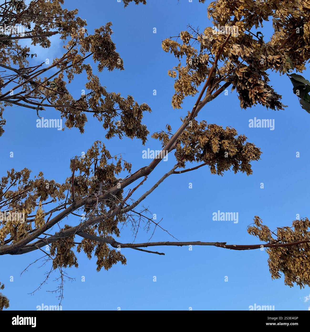 tree-of-heaven (Ailanthus altissima Stock Photo - Alamy