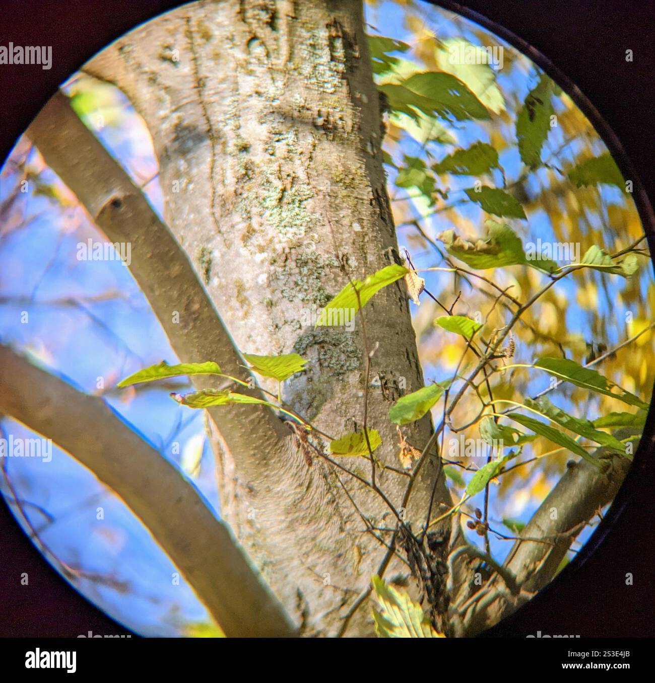 Red Alder (Alnus rubra Stock Photo - Alamy
