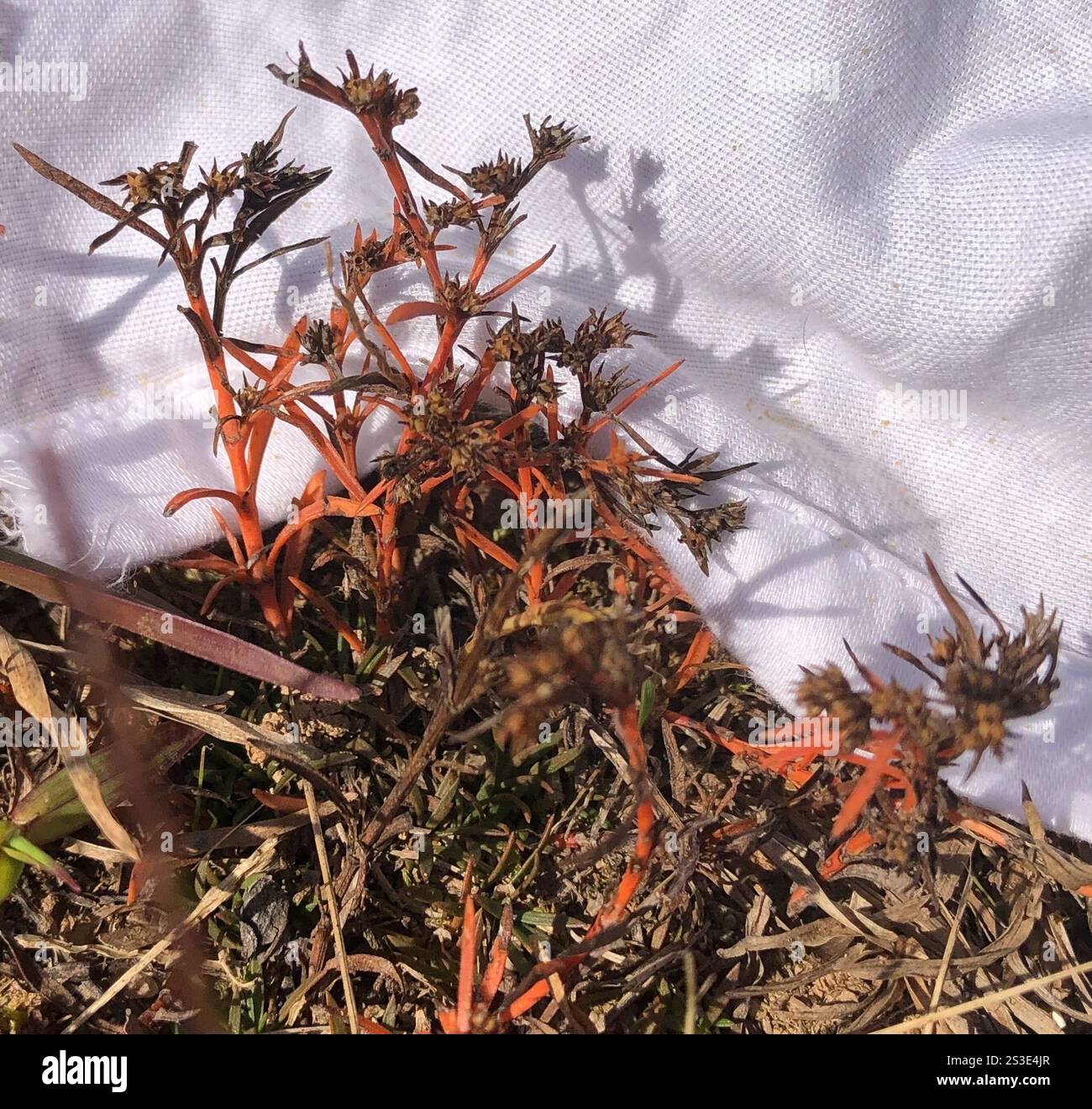 Rust Weed (Polypremum procumbens Stock Photo - Alamy