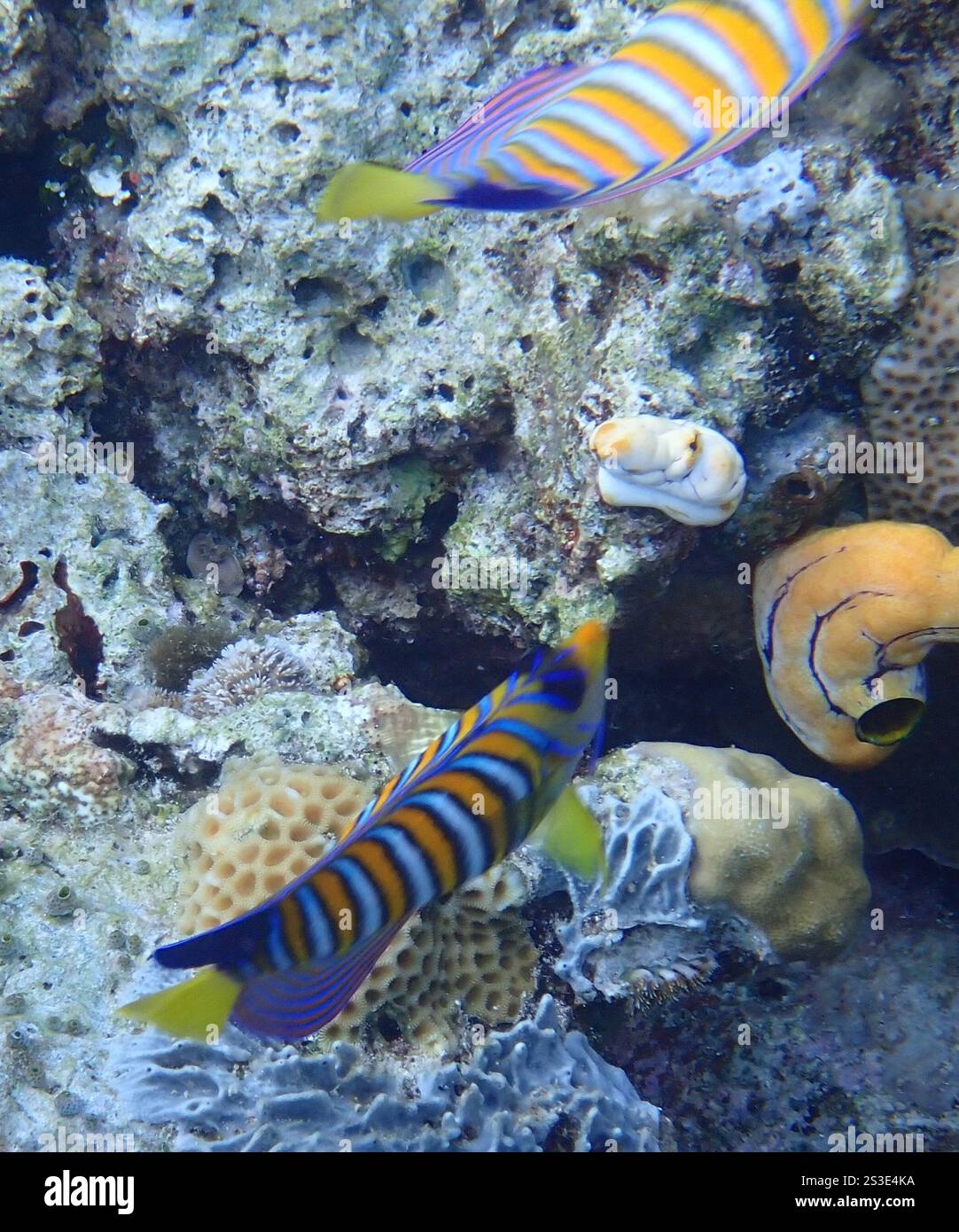 Regal Angelfish (Pygoplites diacanthus Stock Photo - Alamy