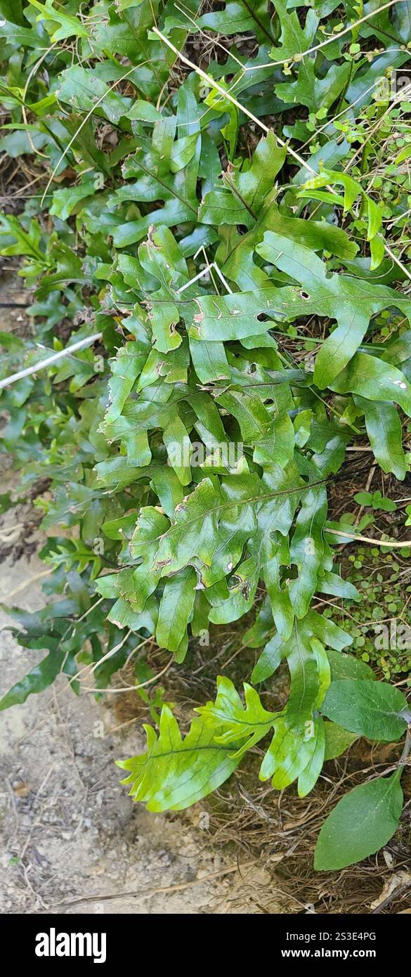 Kangaroo Fern (Microsorum pustulatum pustulatum Stock Photo - Alamy