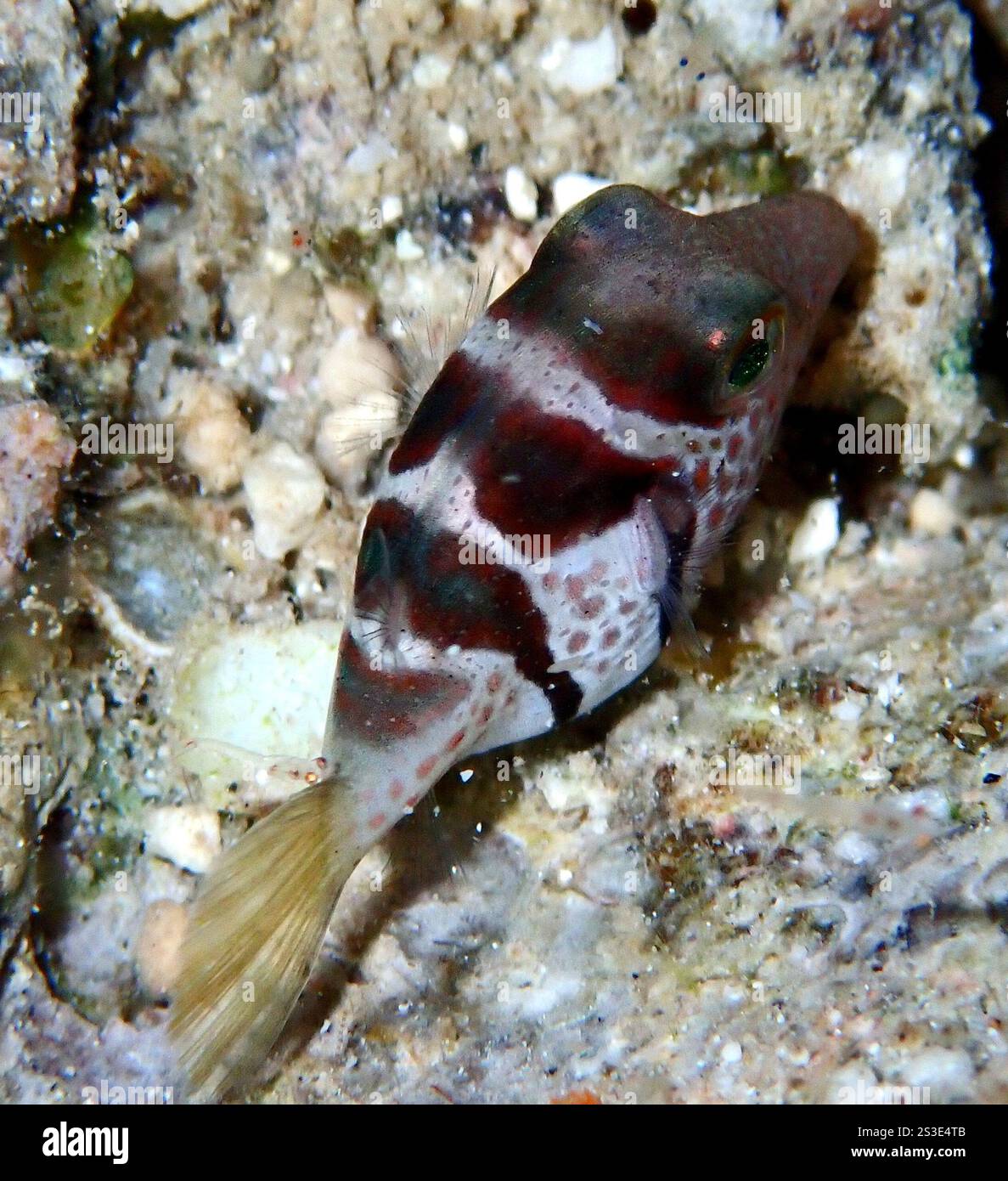 Blacksaddle Toby (Canthigaster valentini Stock Photo - Alamy