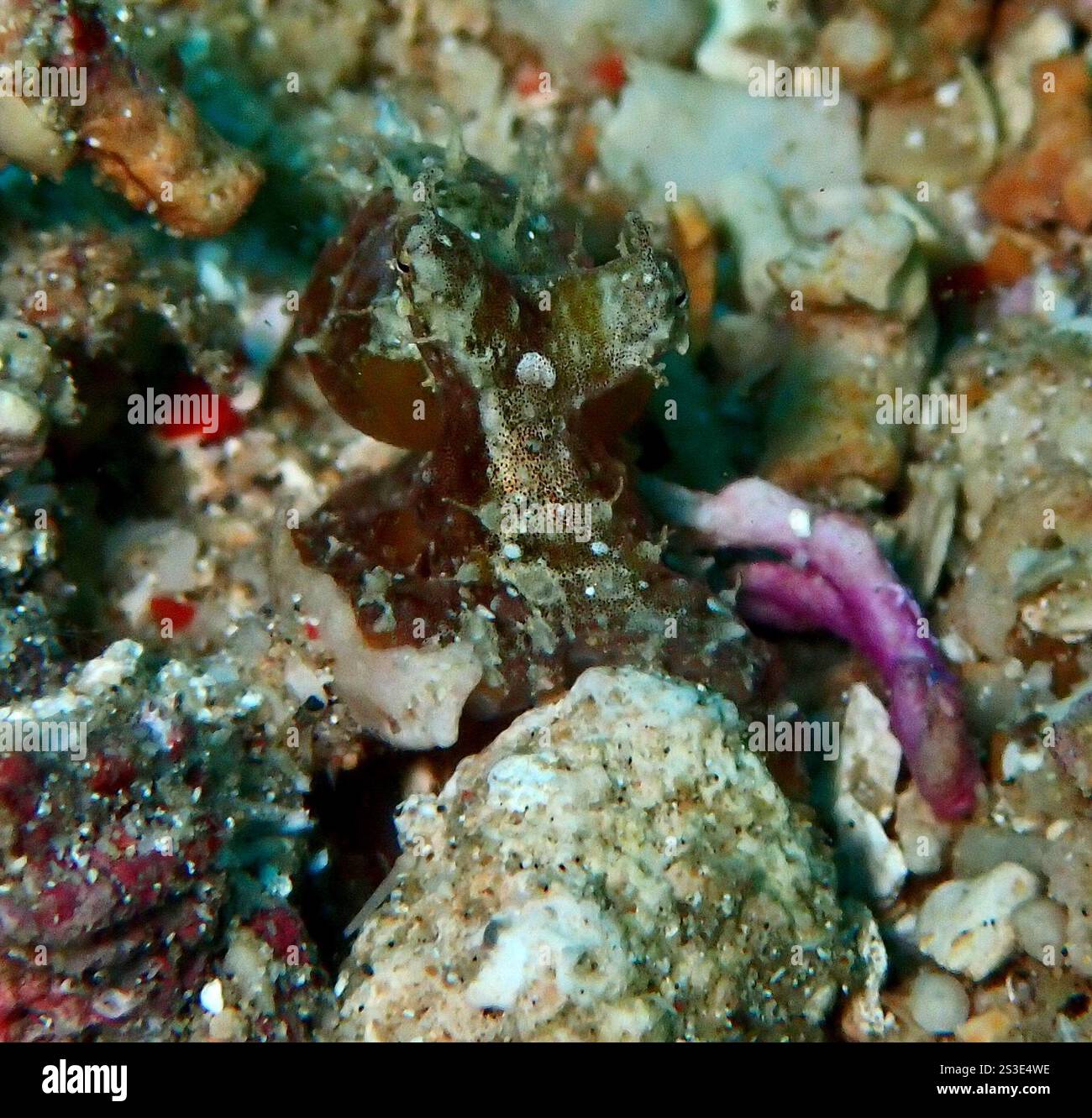 Indo-Pacific Longarm Octopuses (Abdopus Stock Photo - Alamy