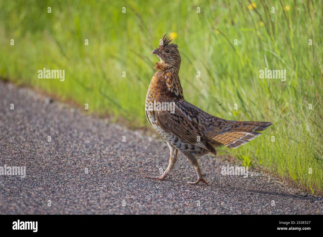 Ruffed grouse walking across a gravel road on a July morning in ...