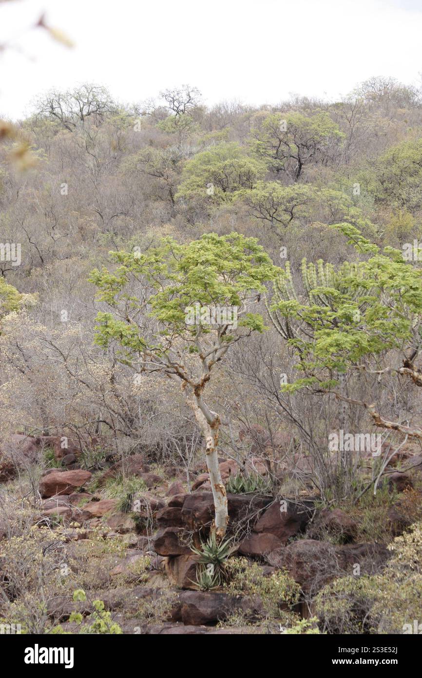 Paperbark False Thorn (Albizia tanganyicensis tanganyicensis Stock ...
