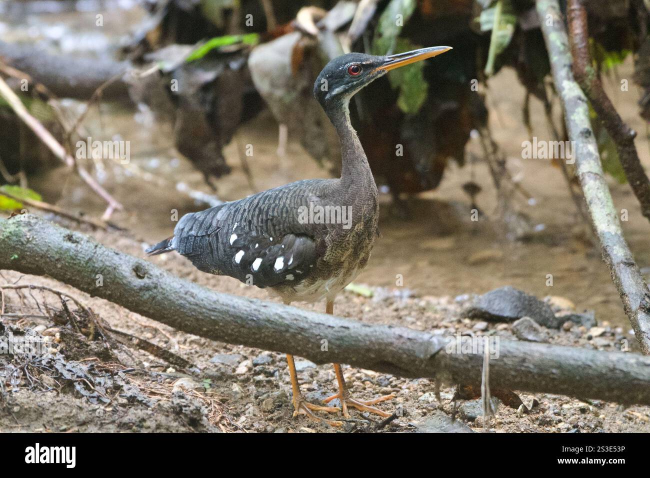 Sunbittern (Eurypyga helias Stock Photo - Alamy
