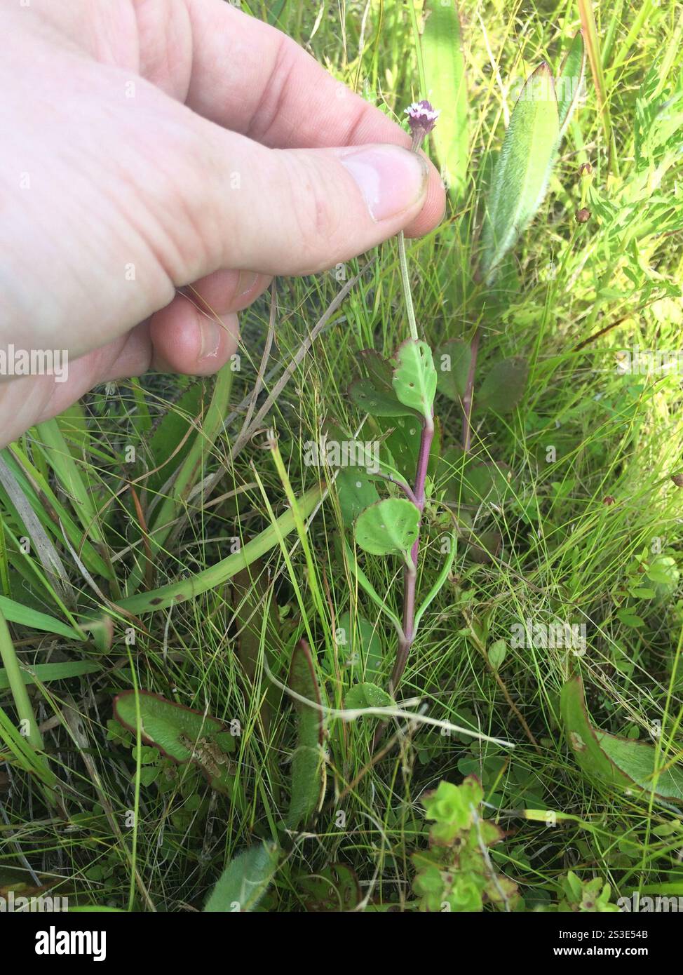 turkey tangle frogfruit (Phyla nodiflora Stock Photo - Alamy