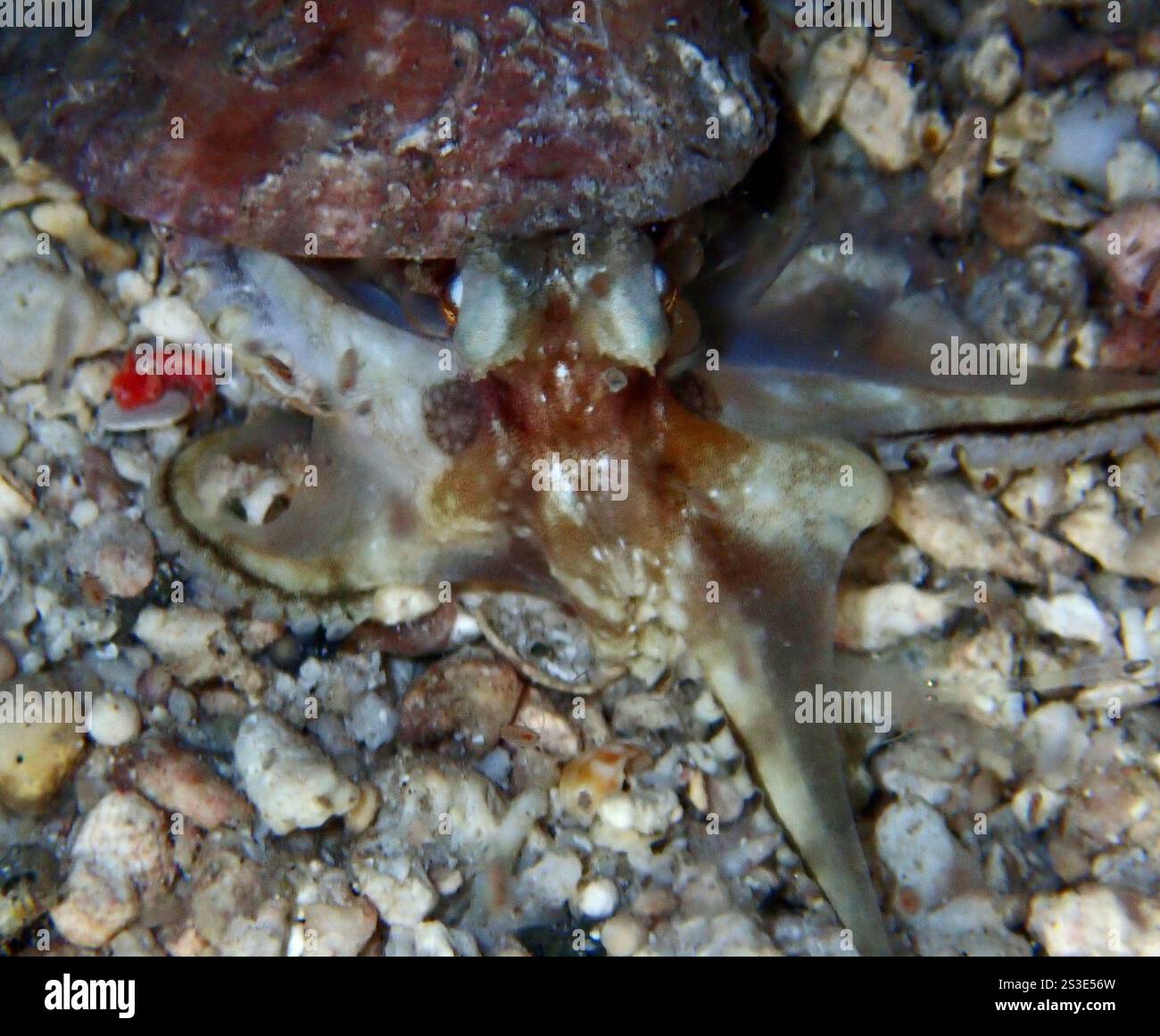 Typical Octopuses (Octopodidae Stock Photo - Alamy