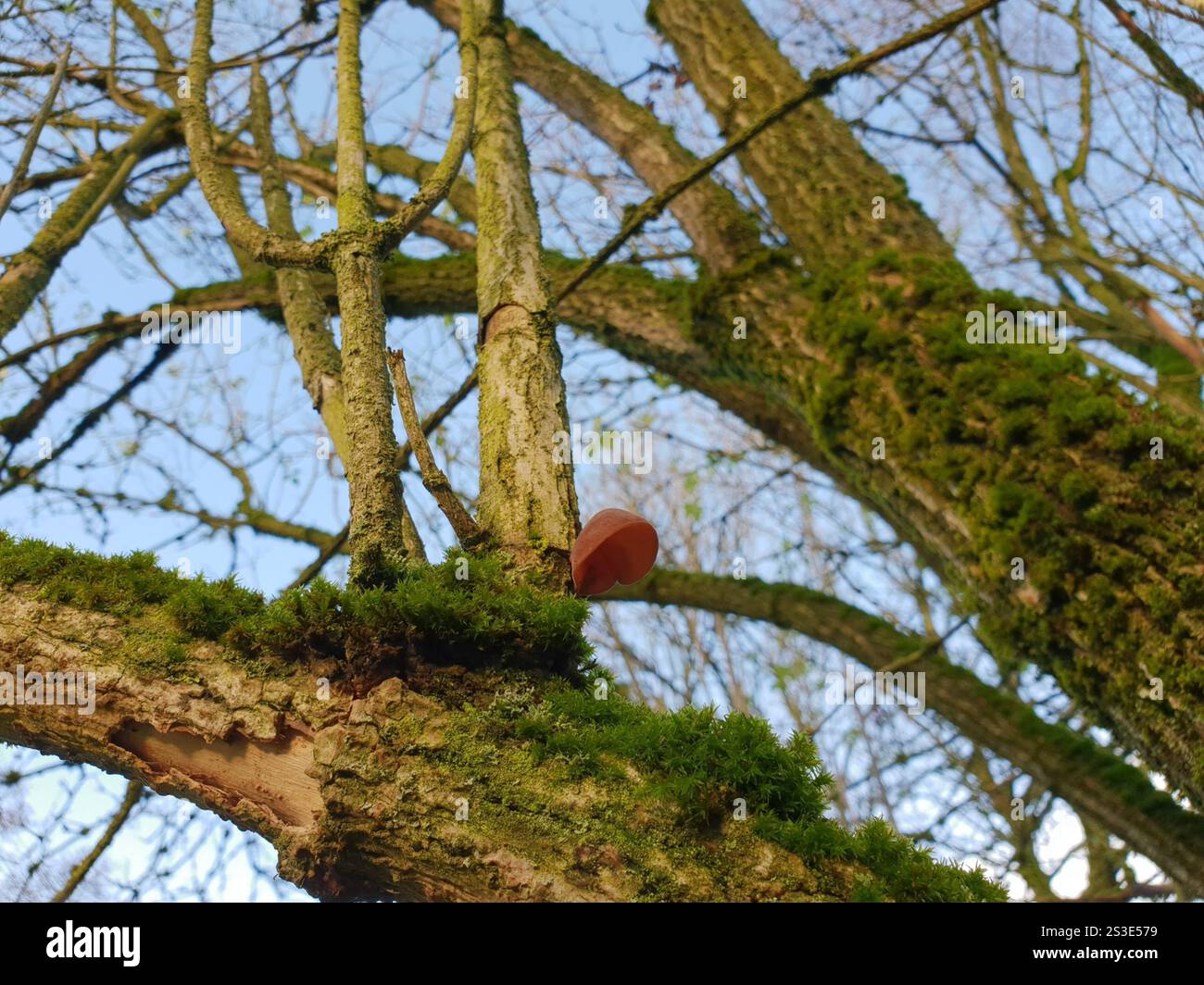 Jelly Ear (Auricularia auricula-judae Stock Photo - Alamy