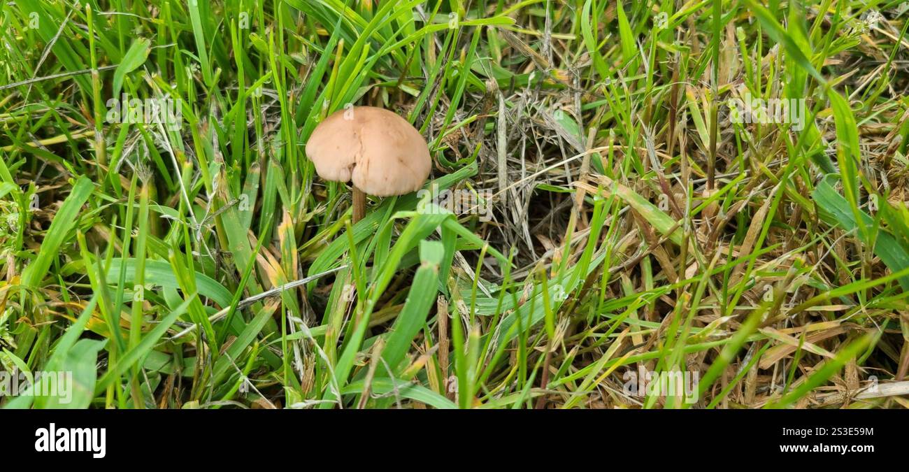 Mower's Mushroom (Panaeolus foenisecii Stock Photo - Alamy
