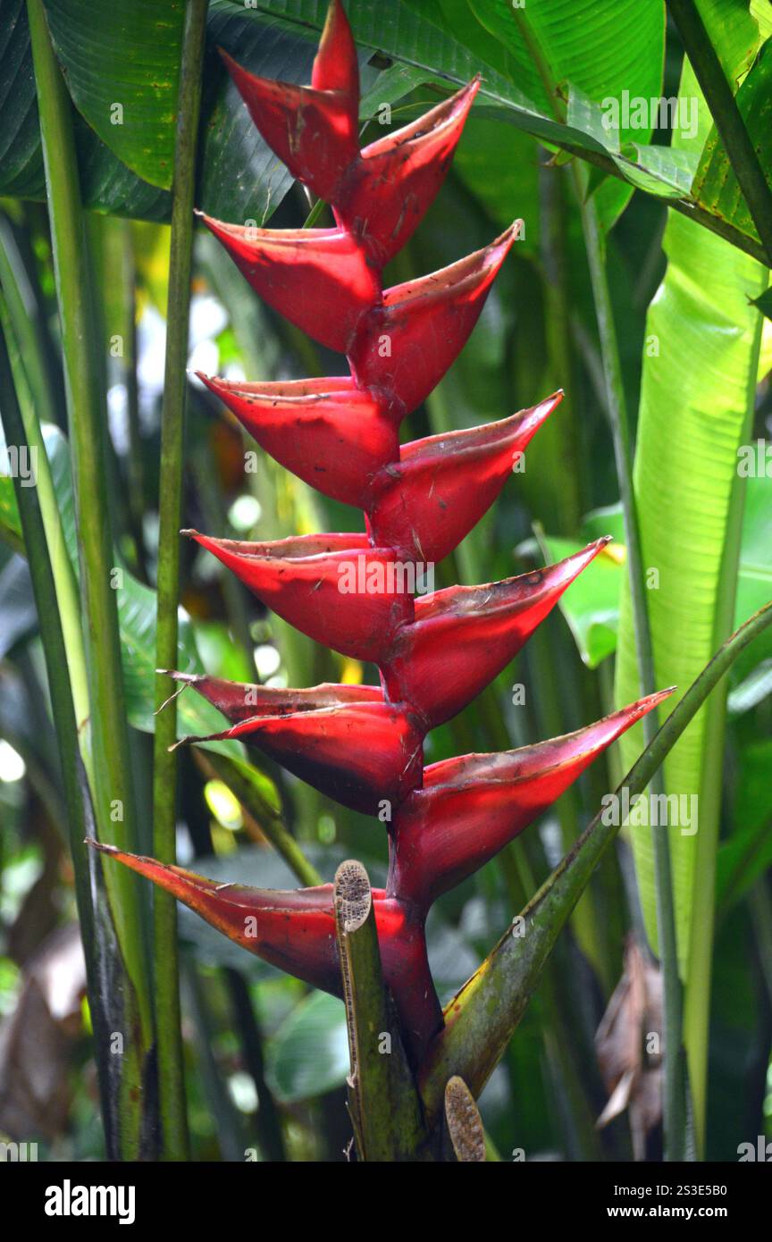 Red Heliconia Bihai 'Balisier' (Red Palulu) Flower grown at Jardin de ...