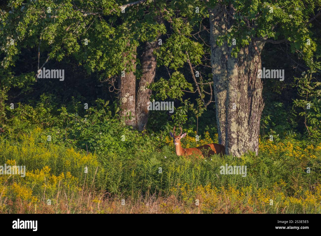 White-tailed buck on an August evening in northern Wisconsin Stock ...