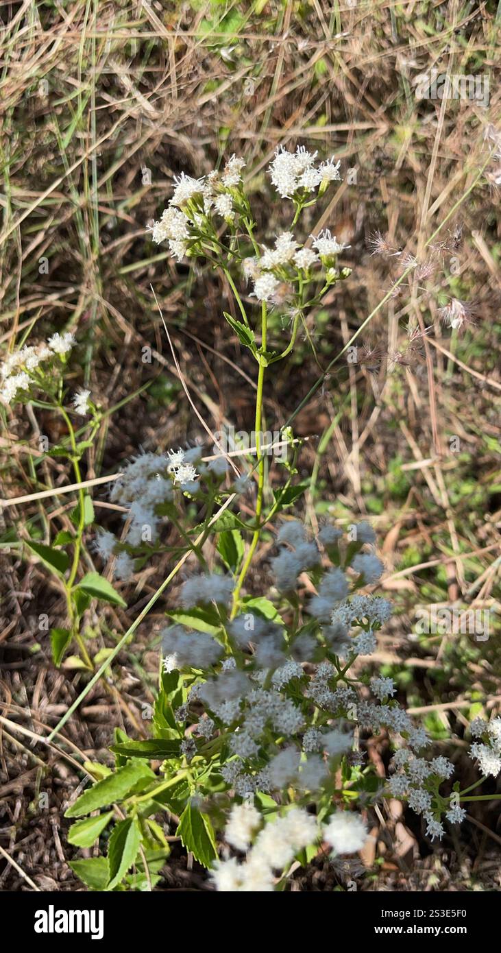 hammock snakeroot (Ageratina jucunda Stock Photo - Alamy