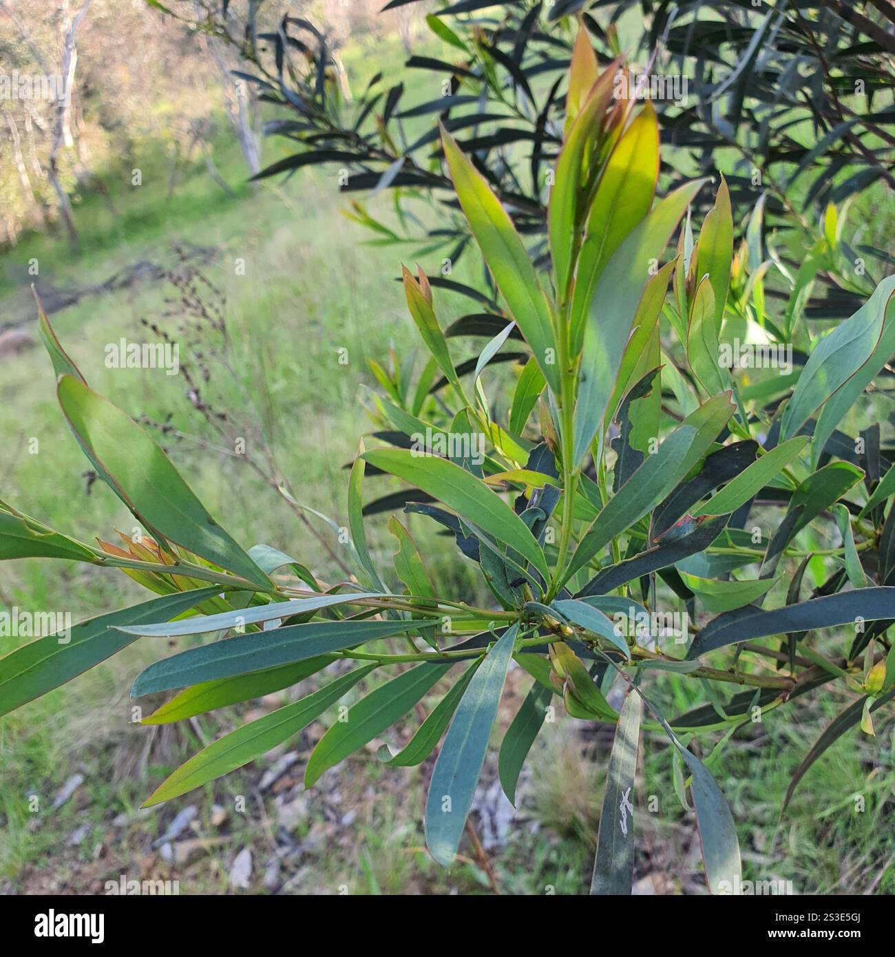 Red Stem Wattle (Acacia rubida Stock Photo - Alamy