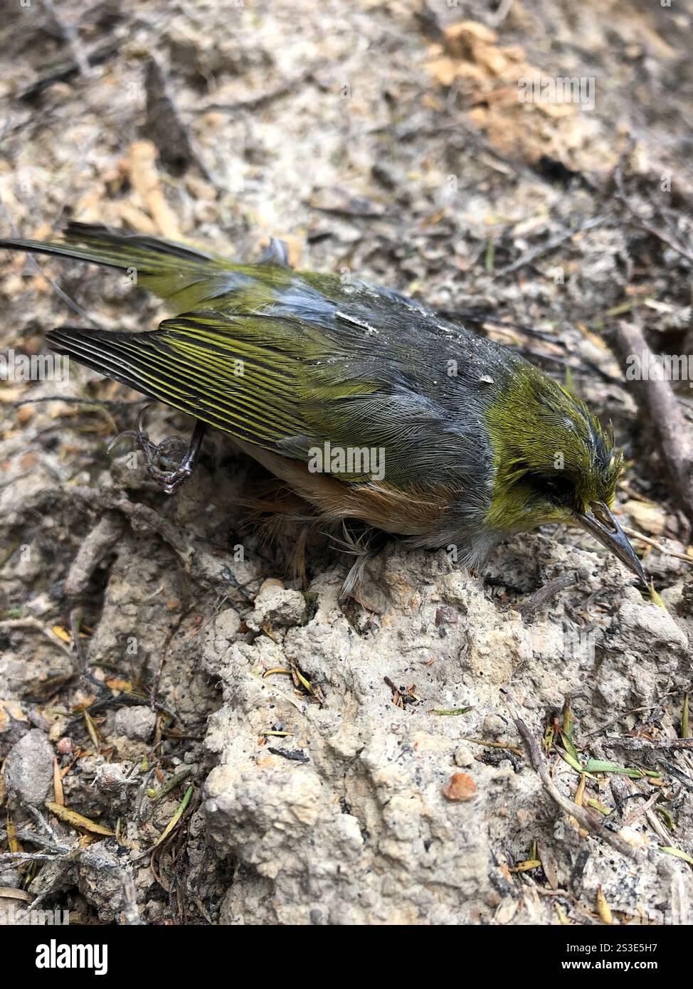 Tasmanian Silvereye (Zosterops lateralis lateralis Stock Photo - Alamy
