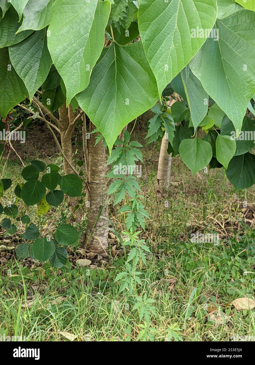 Alamo vine (Distimake dissectus Stock Photo - Alamy