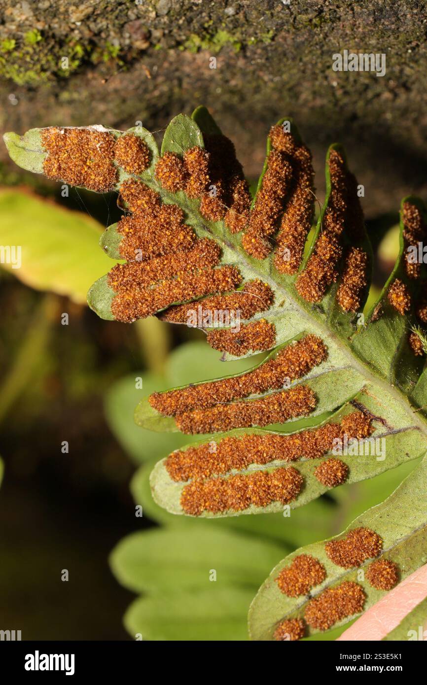 intermediate polypody (Polypodium interjectum Stock Photo - Alamy