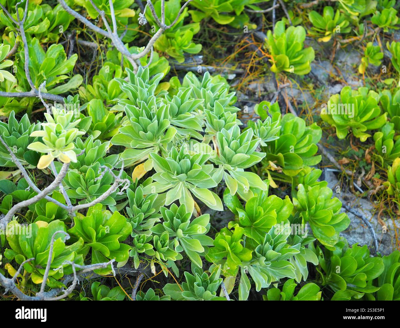 tree heliotrope (Heliotropium arboreum Stock Photo - Alamy