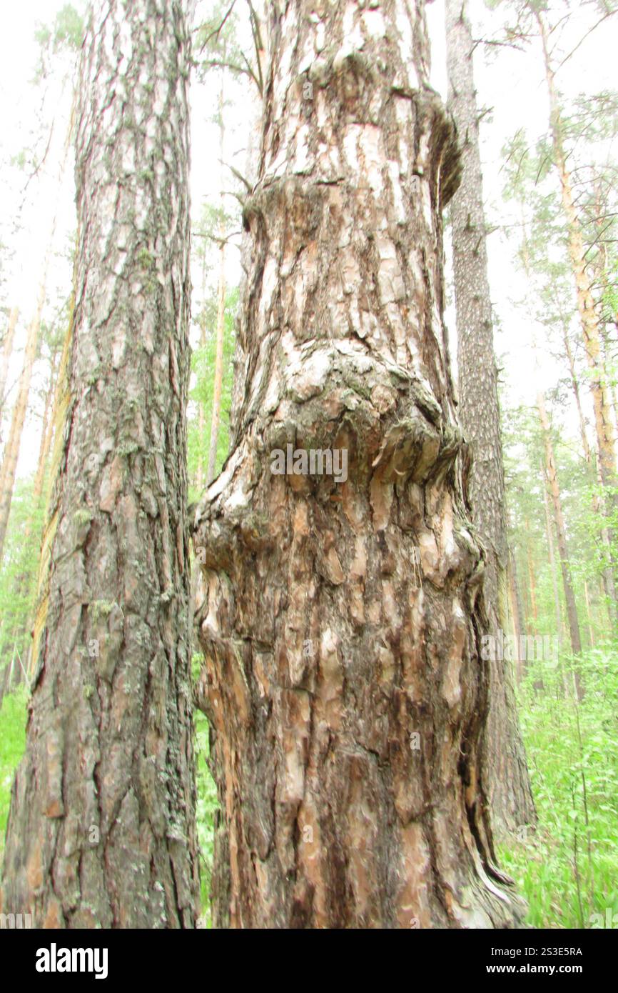 bacterial crown gall (Agrobacterium radiobacter Stock Photo - Alamy