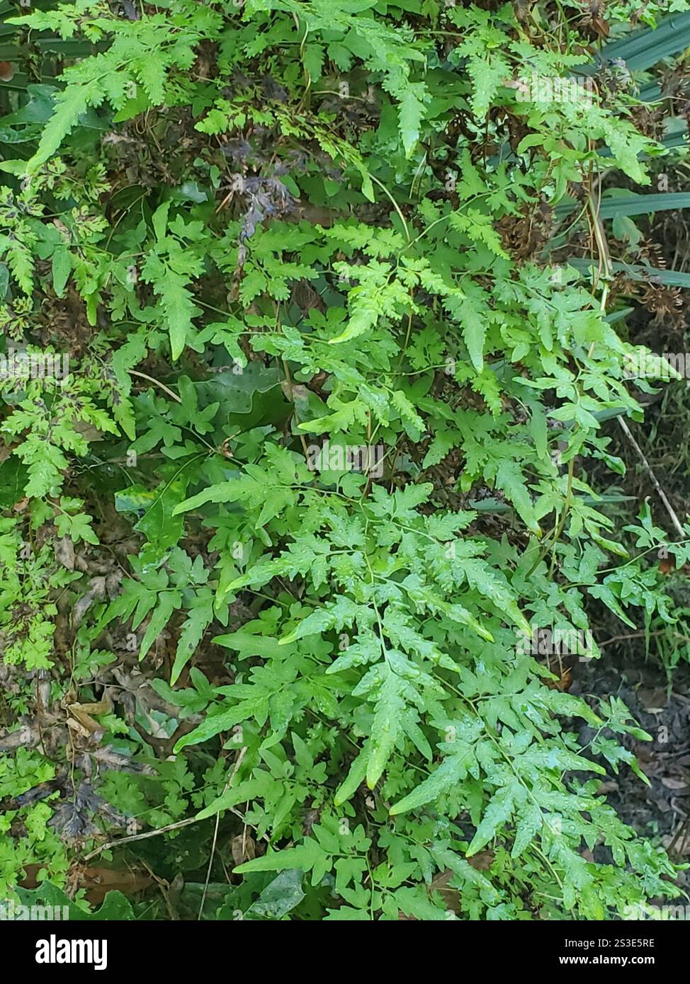 Japanese climbing fern (Lygodium japonicum Stock Photo - Alamy