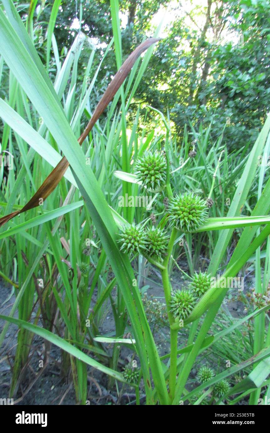 Branched Bur-reed (Sparganium erectum Stock Photo - Alamy