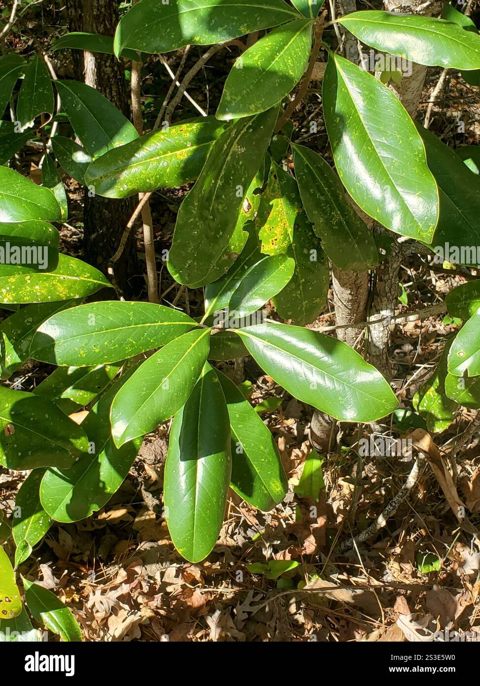 southern magnolia (Magnolia grandiflora Stock Photo - Alamy