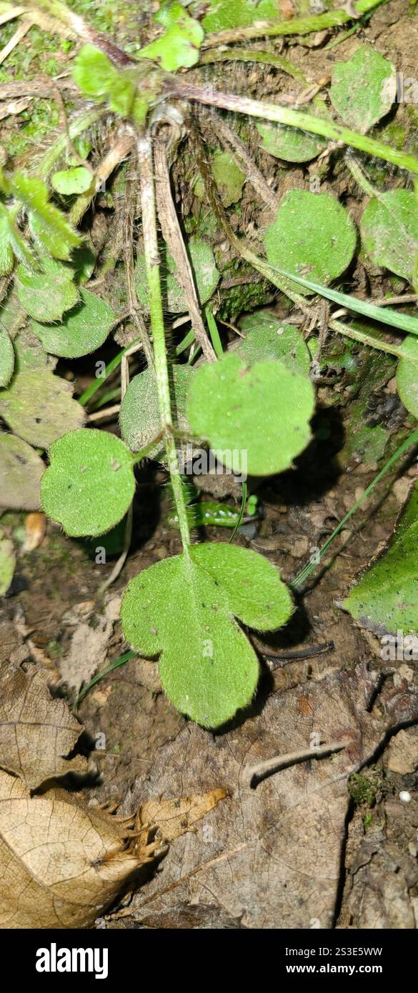 Maruru (Ranunculus reflexus Stock Photo - Alamy