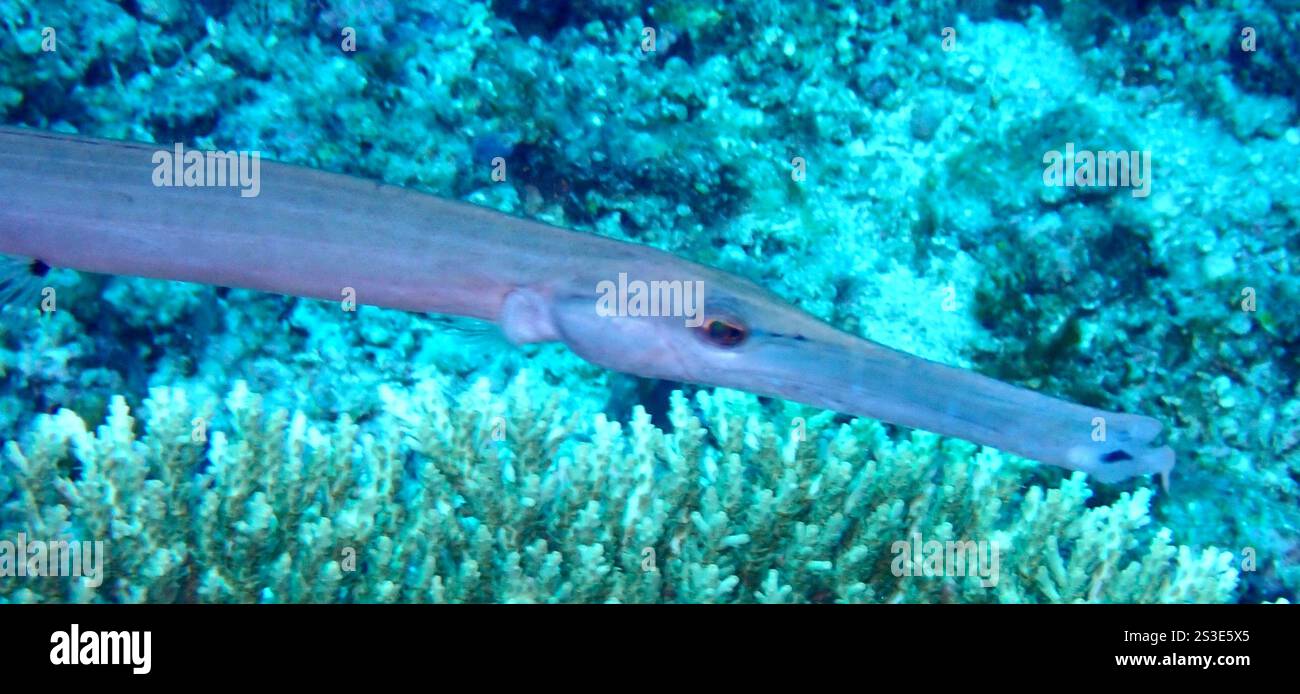 Pacific Trumpetfish (Aulostomus chinensis Stock Photo - Alamy