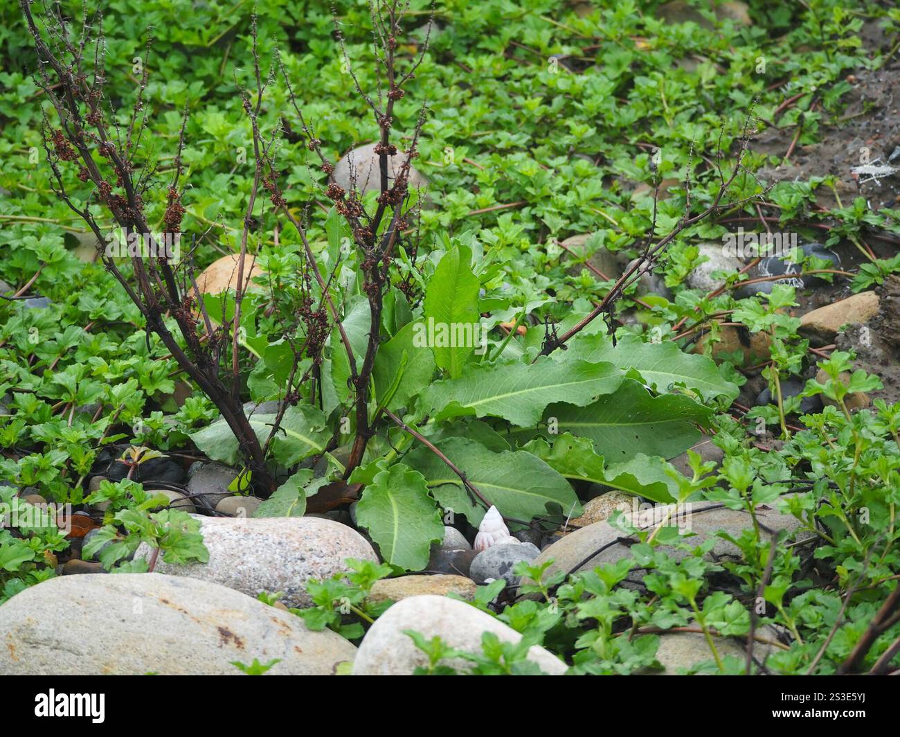 Japanese Dock (Rumex japonicus Stock Photo - Alamy