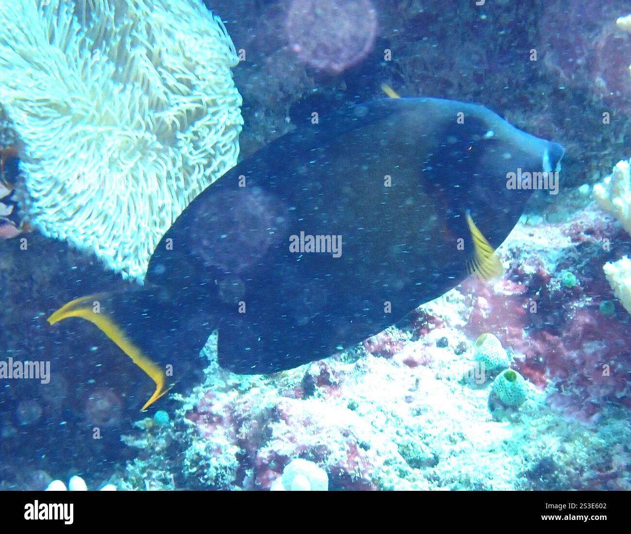 Mimic surgeonfish hi-res stock photography and images - Alamy