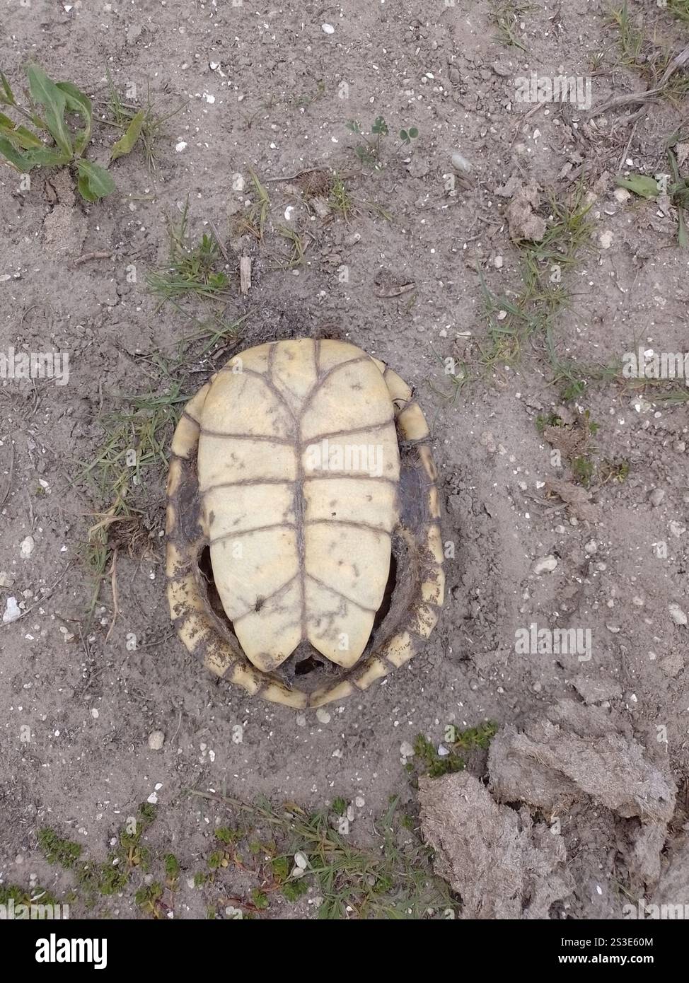 South-American Snake-headed Turtle (Hydromedusa tectifera Stock Photo ...