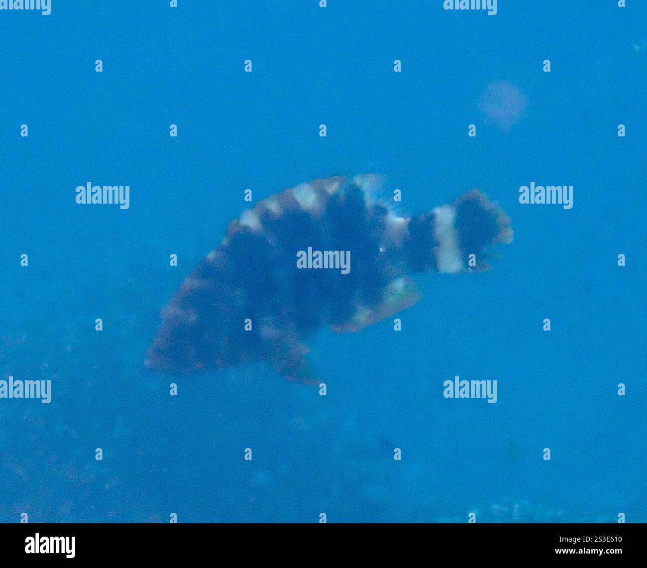 Tripletail Maori Wrasse (Cheilinus trilobatus Stock Photo - Alamy