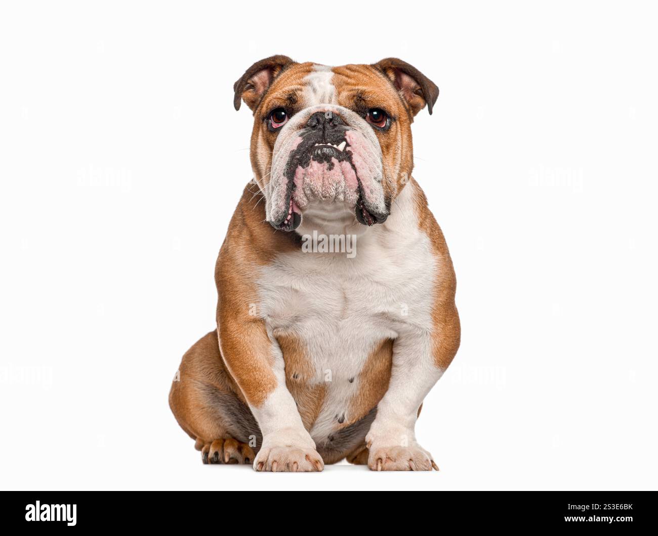 English Bulldog, 5 years old, sitting and looking at the camera showing ...
