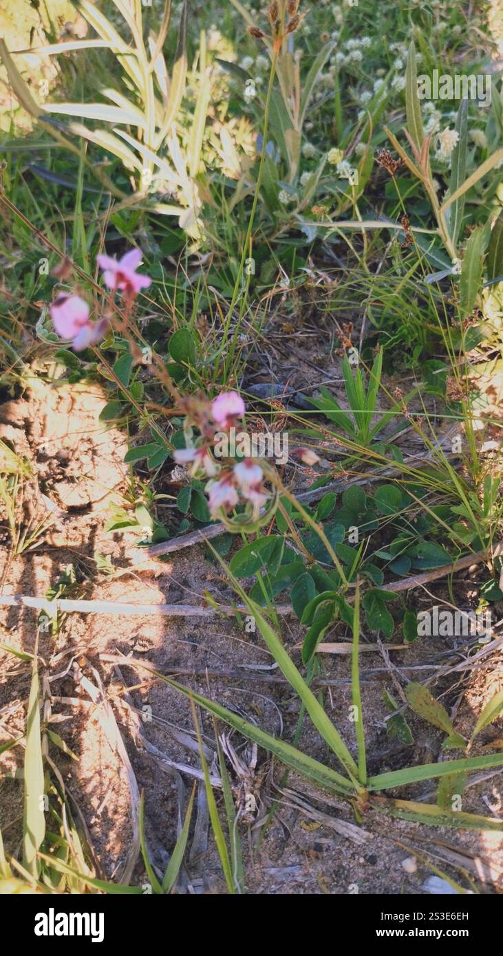 creeping beggarweed (Desmodium incanum Stock Photo - Alamy