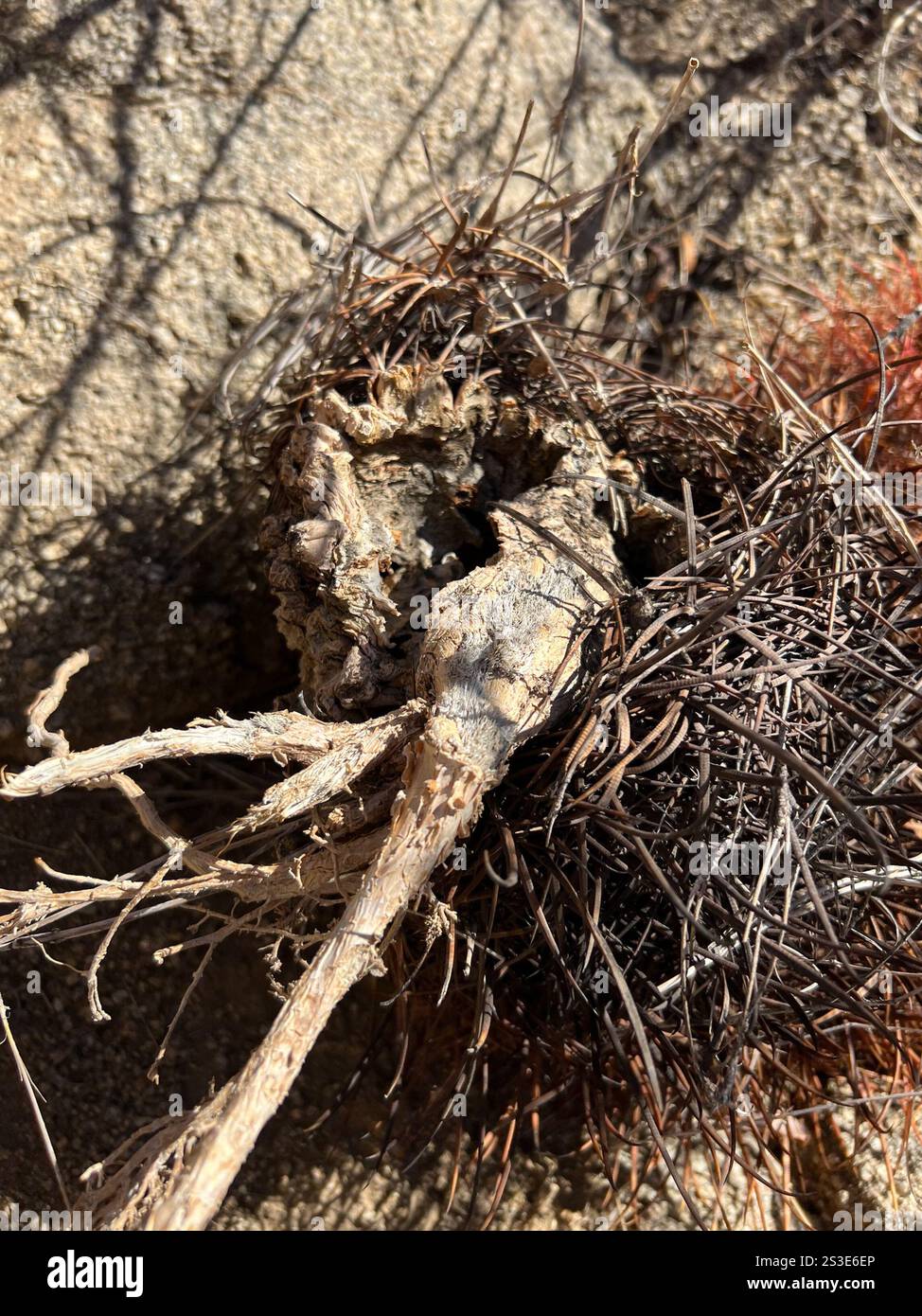 California Barrel Cactus (Ferocactus cylindraceus Stock Photo - Alamy