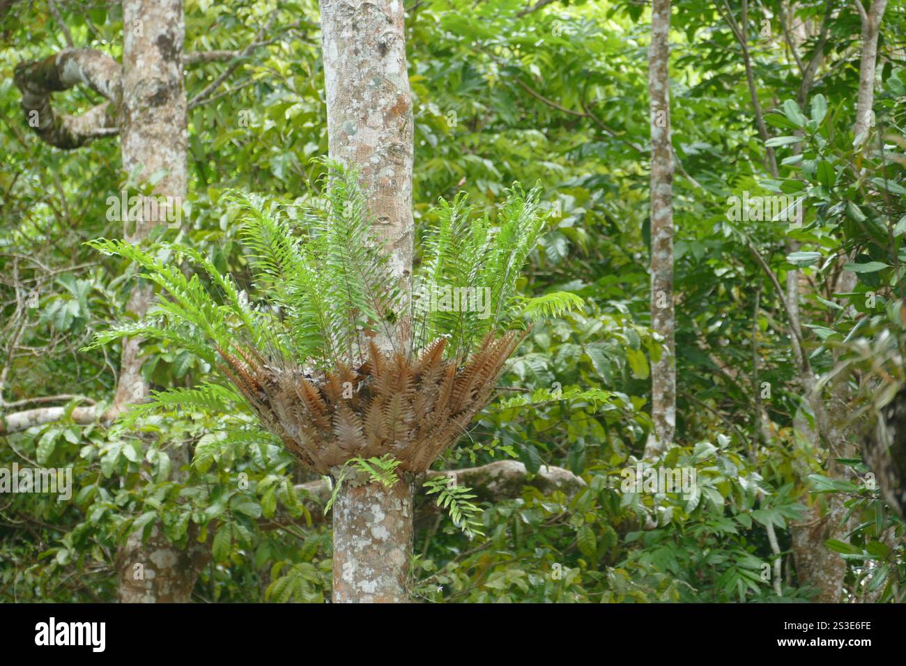 basket fern (Drynaria rigidula Stock Photo - Alamy