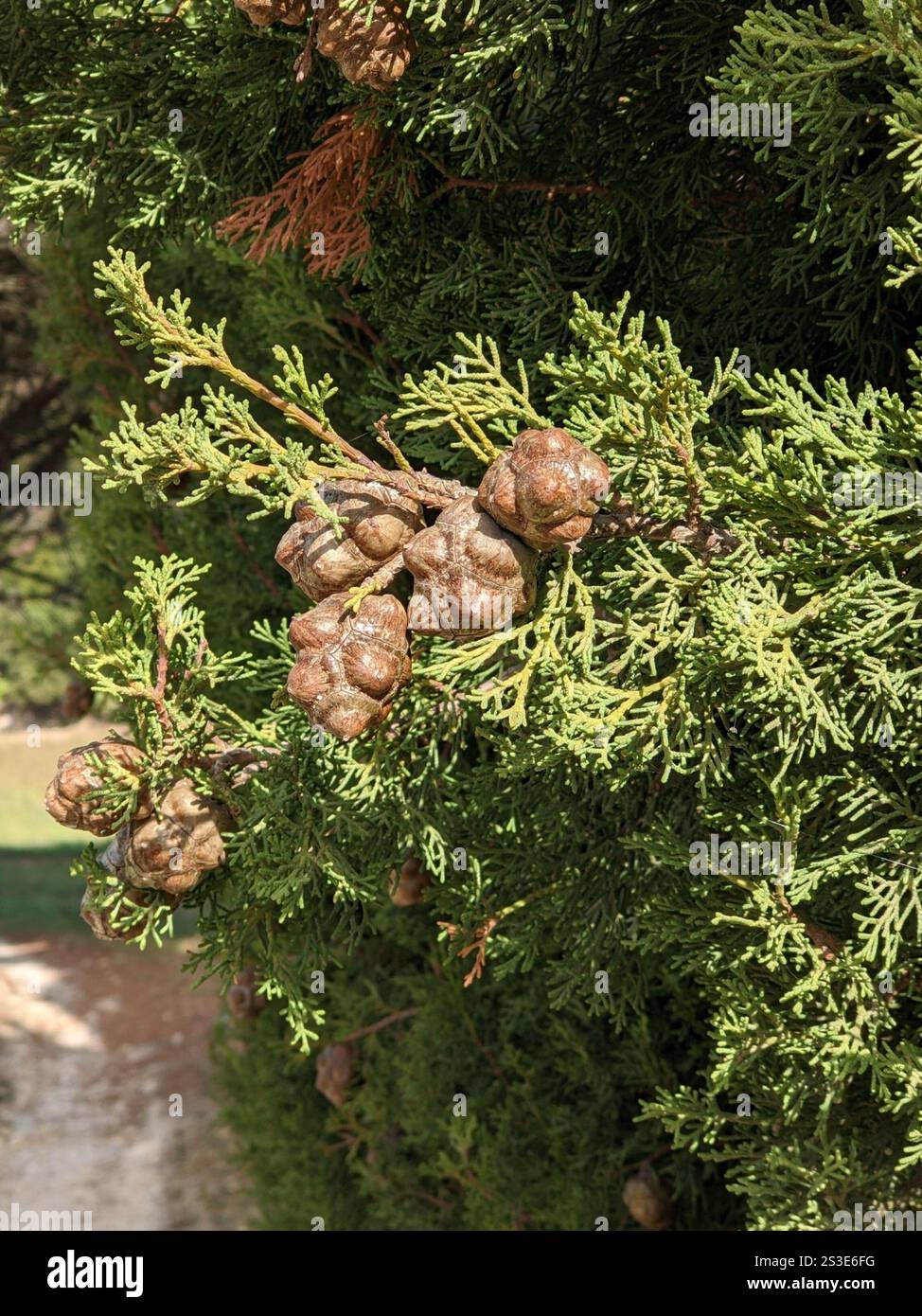 Mediterranean cypress (Cupressus sempervirens Stock Photo - Alamy
