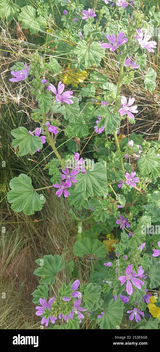 Common Mallow (Malva sylvestris Stock Photo - Alamy