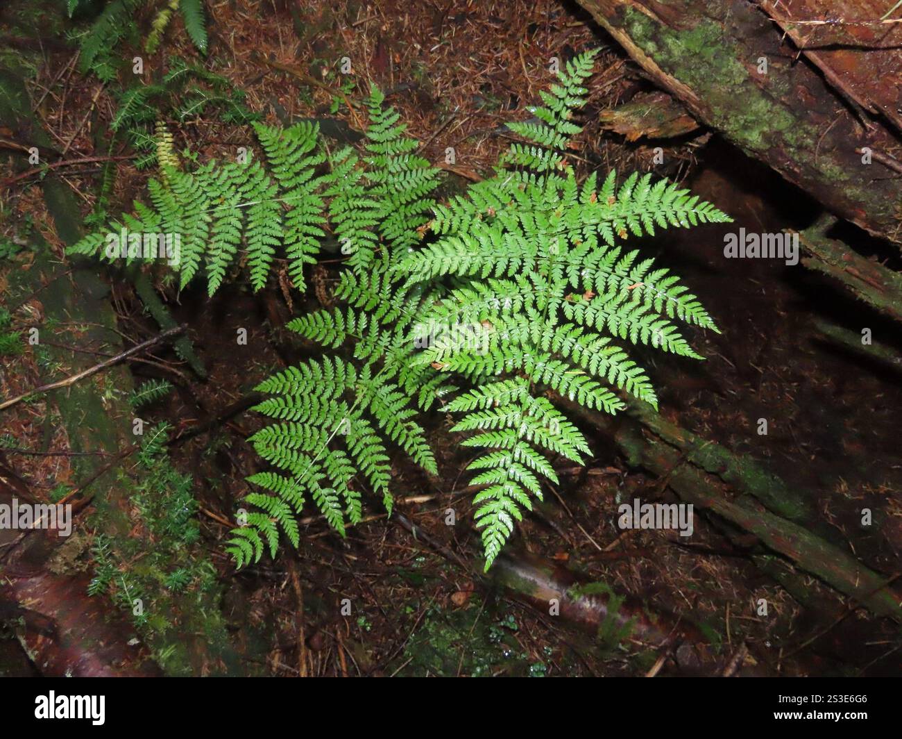 spreading wood fern (Dryopteris expansa Stock Photo - Alamy