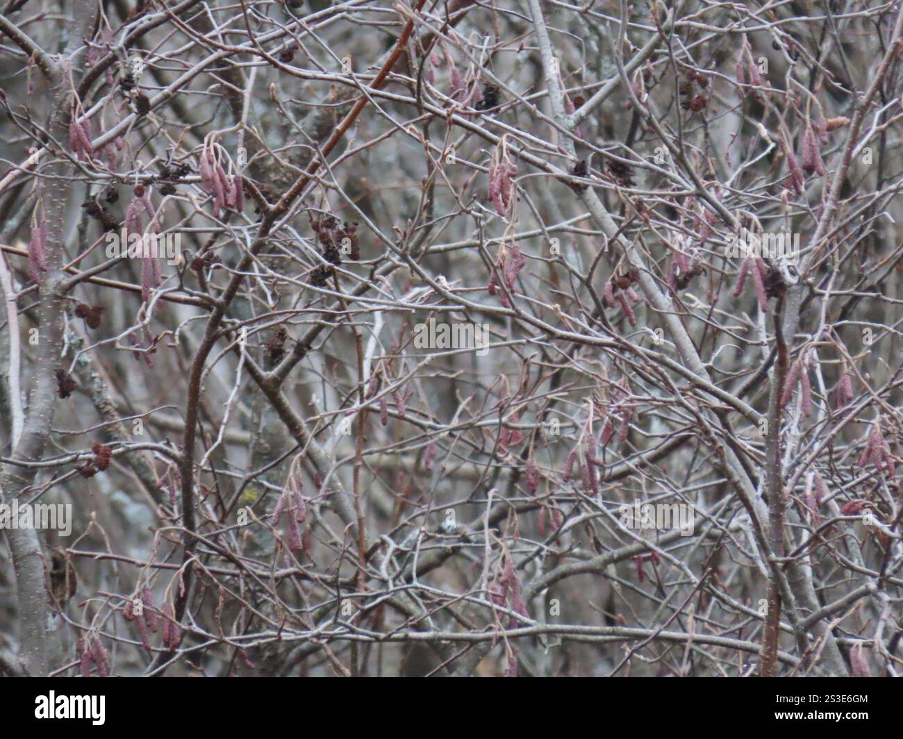swamp alder (Alnus incana rugosa Stock Photo - Alamy