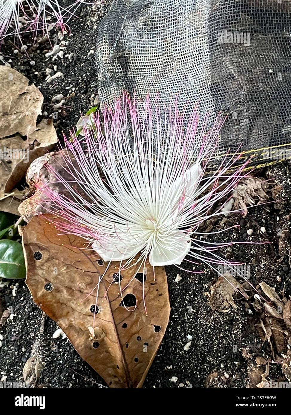 Fish Poison Tree (Barringtonia asiatica Stock Photo - Alamy