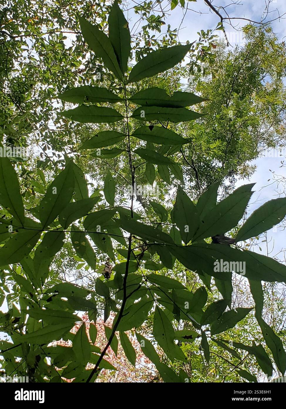 water hickory (Carya aquatica Stock Photo - Alamy