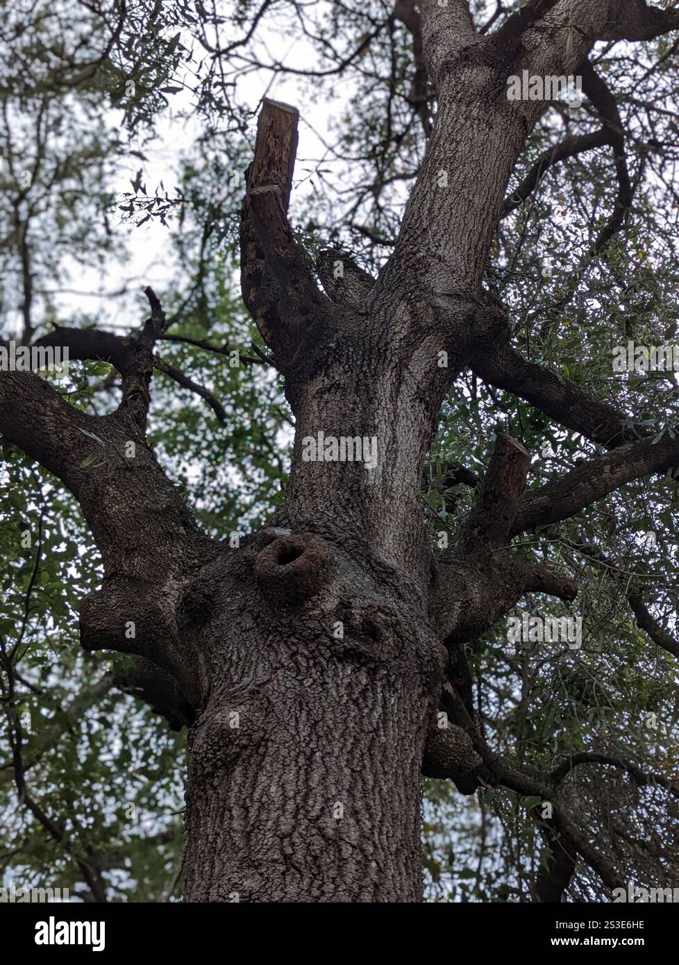 bluejack oak (Quercus incana Stock Photo - Alamy