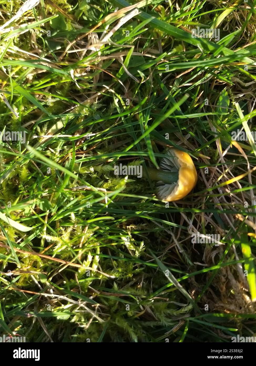 Parrot Mushroom (Gliophorus psittacinus Stock Photo - Alamy