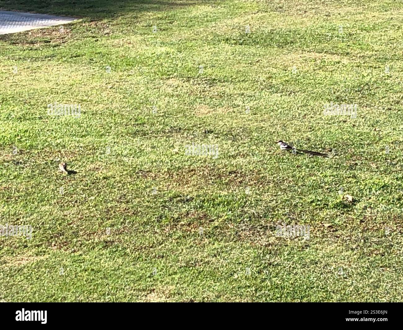 Pin-tailed Whydah (Vidua macroura Stock Photo - Alamy