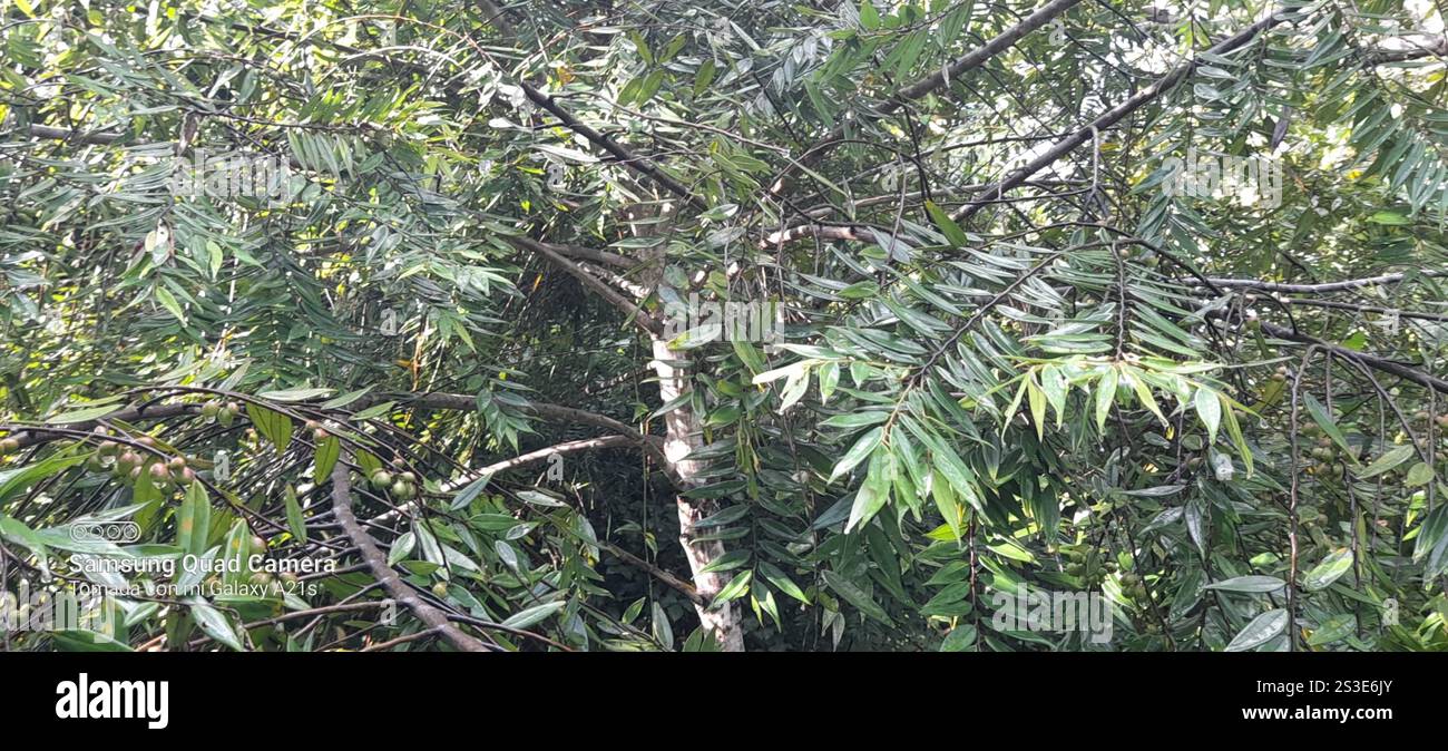 West Indies Cedrela (Cedrela odorata Stock Photo - Alamy