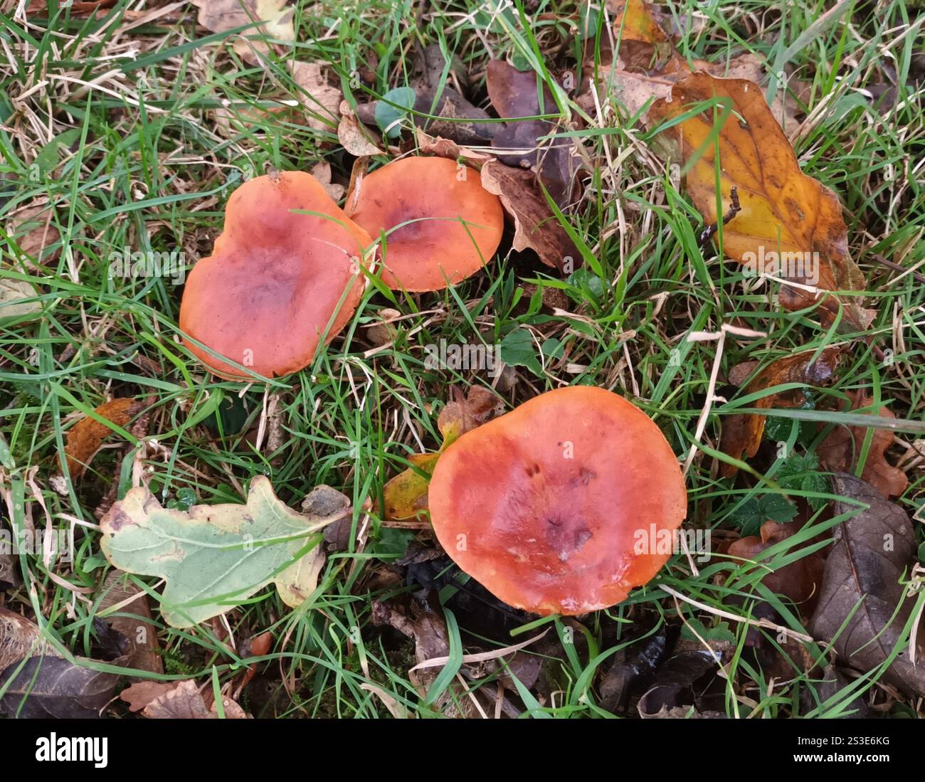 Orange Milkcap (Lactarius aurantiacus Stock Photo - Alamy